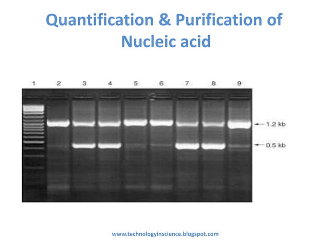 Nucleic Acid Quantification Methods - DNA / RNA Quantification