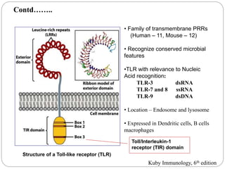 Nucleic acid recognition by the innate immune system | PPT