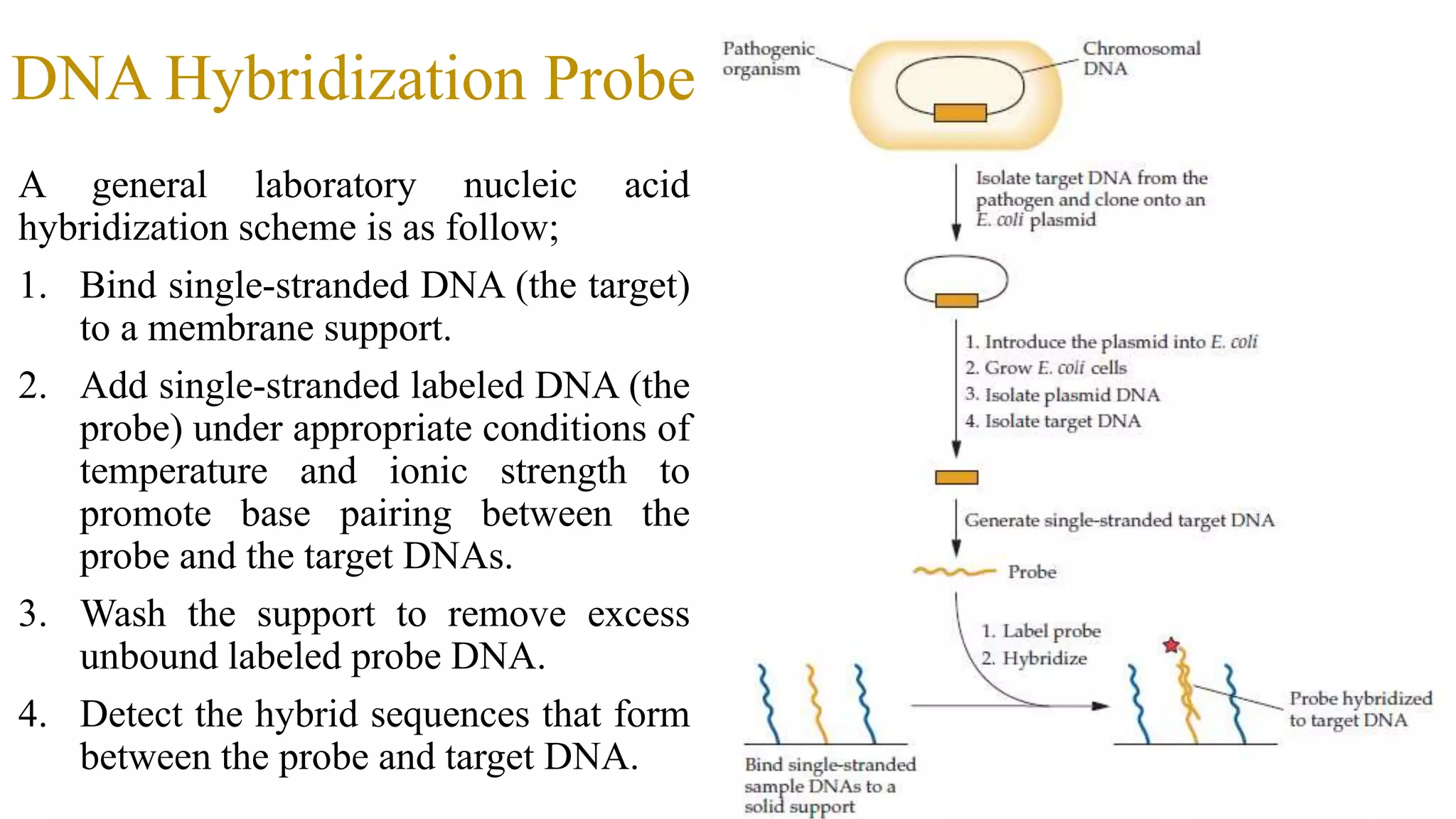 Nucleic acid diagnostic and removal technics from biopharmaceuticals | PPTX