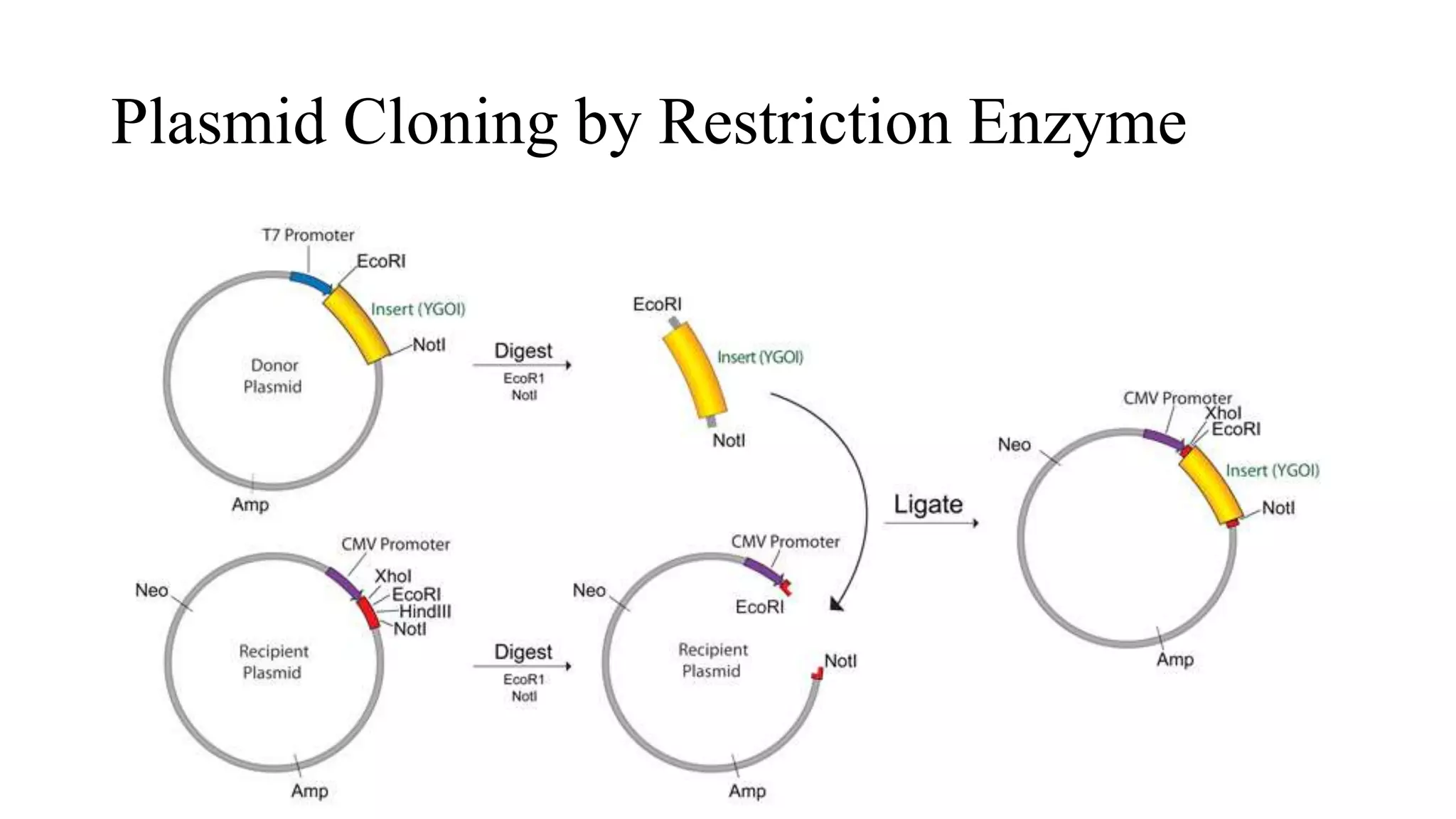 Nucleic acid diagnostic and removal technics from biopharmaceuticals | PPTX