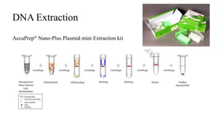 Nucleic acid diagnostic and removal technics from biopharmaceuticals | PPTX