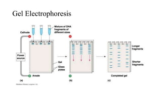 Nucleic acid diagnostic and removal technics from biopharmaceuticals | PPTX