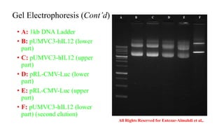 Nucleic acid diagnostic and removal technics from biopharmaceuticals | PPTX