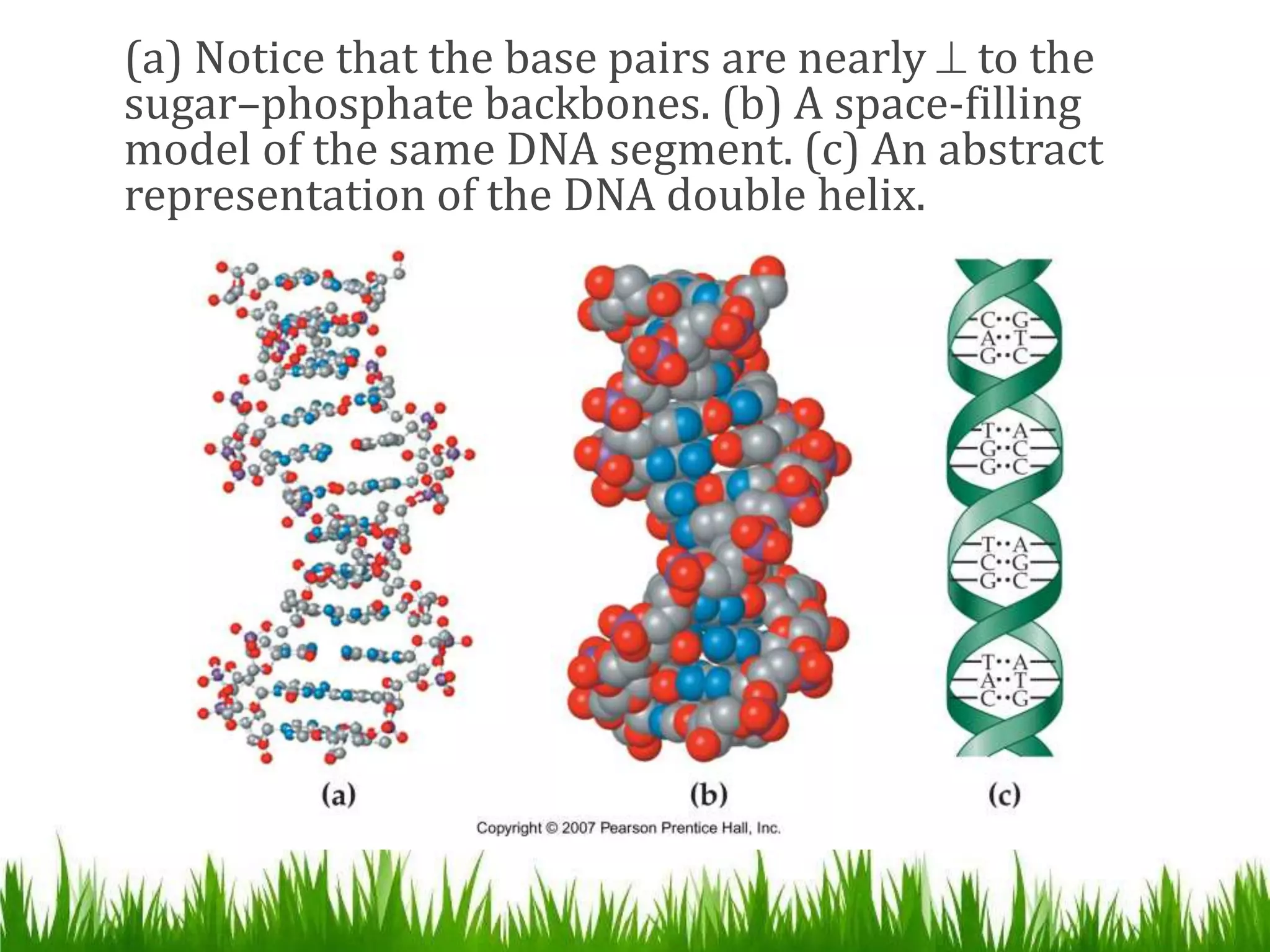 Nucleic acids 1 | PPT