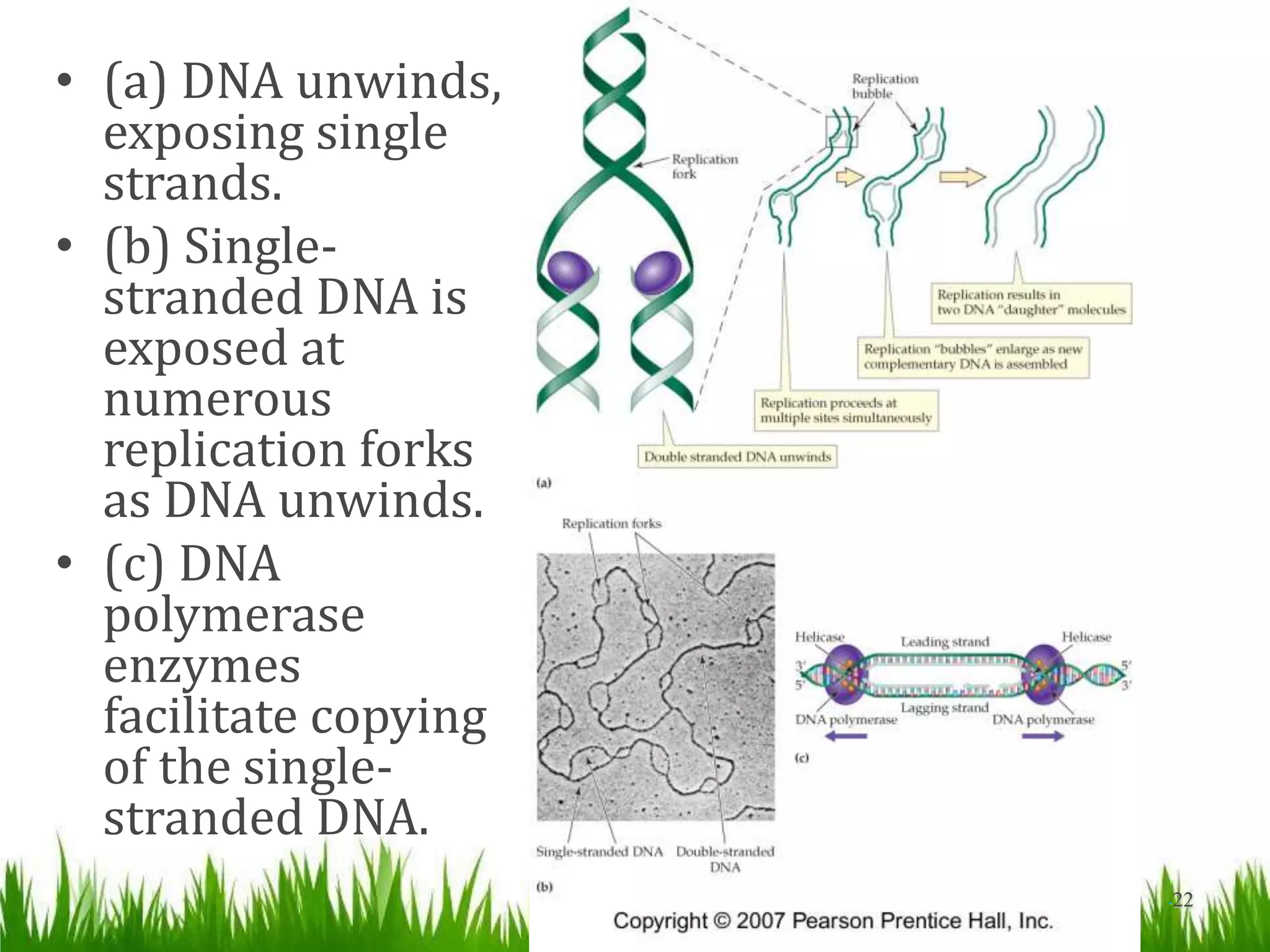 Nucleic acids 1 | PPT
