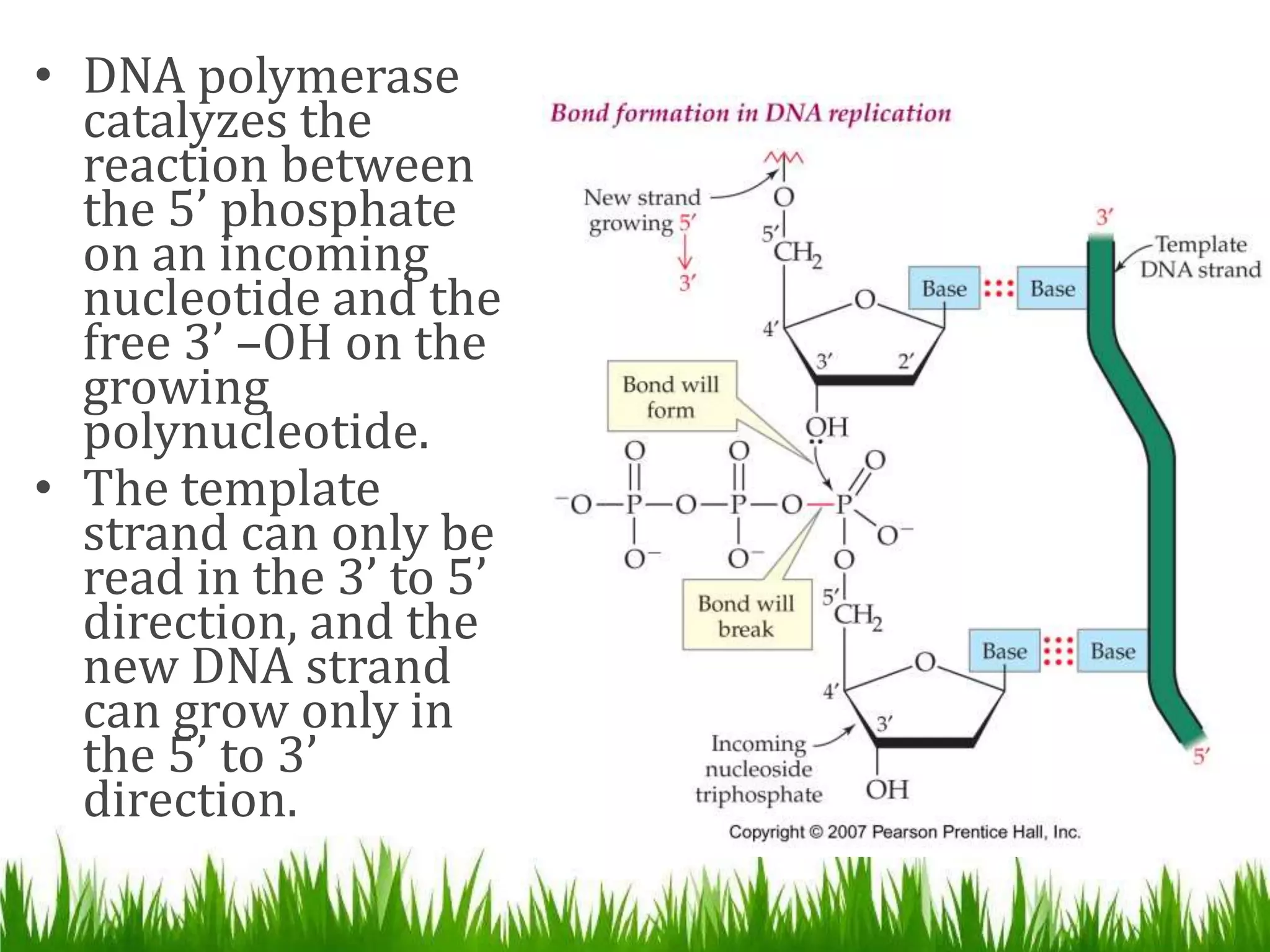 Nucleic acids 1 | PPT