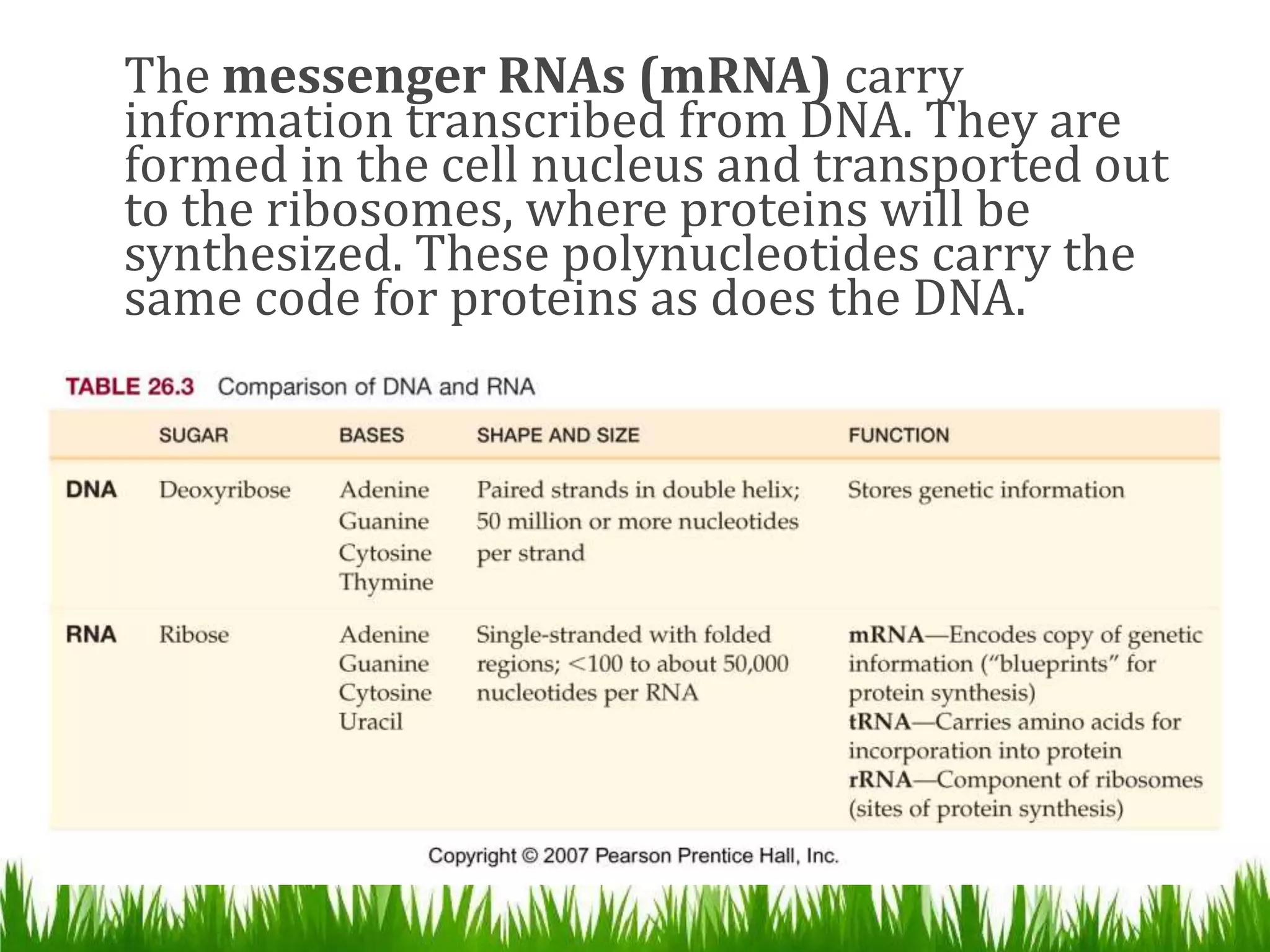 Nucleic acids 1 | PPT