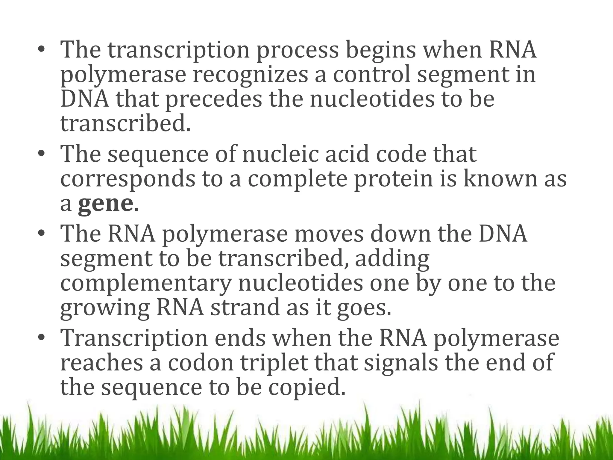 Nucleic acids 1 | PPT