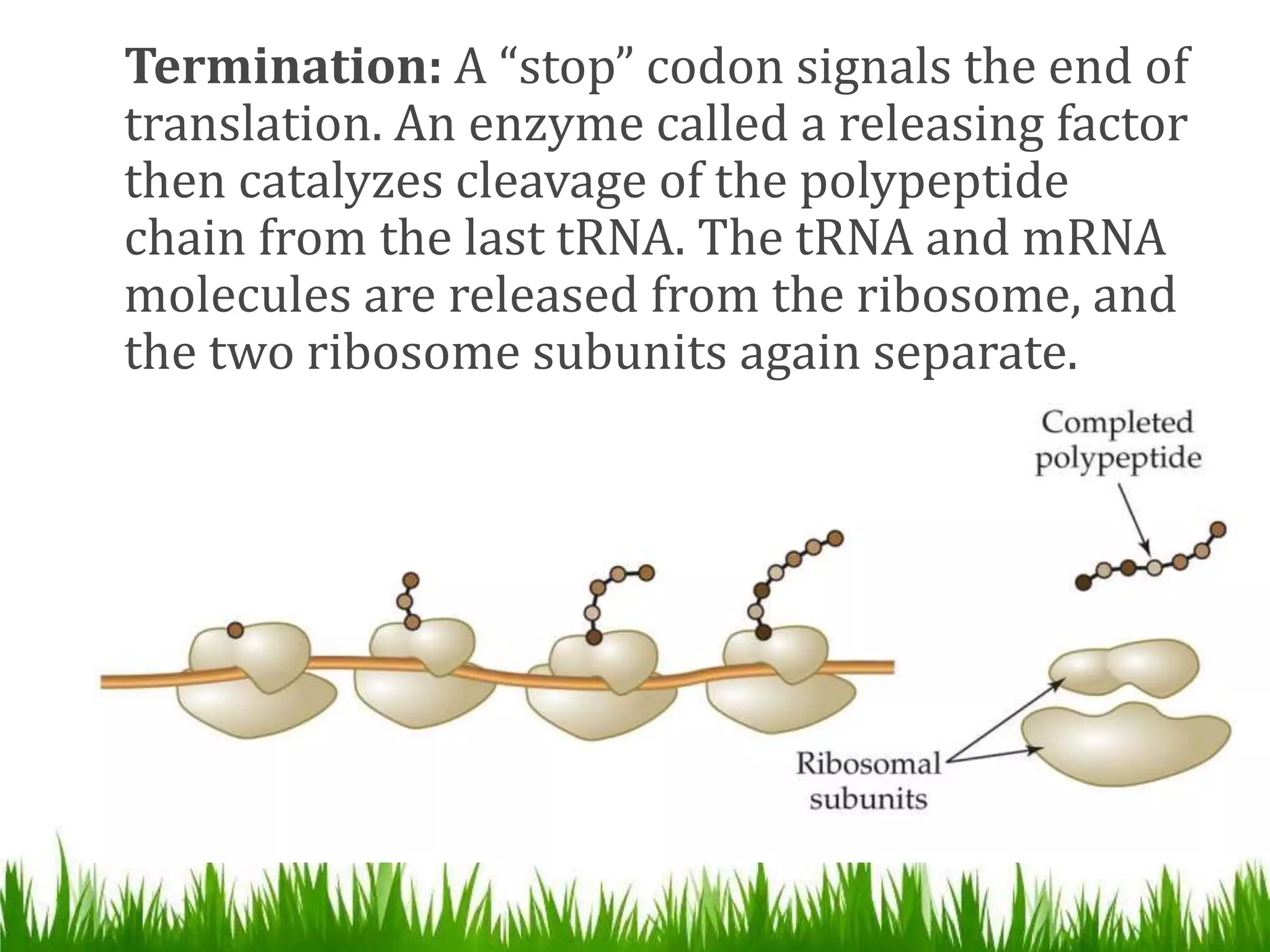 Nucleic acids 1 | PPT