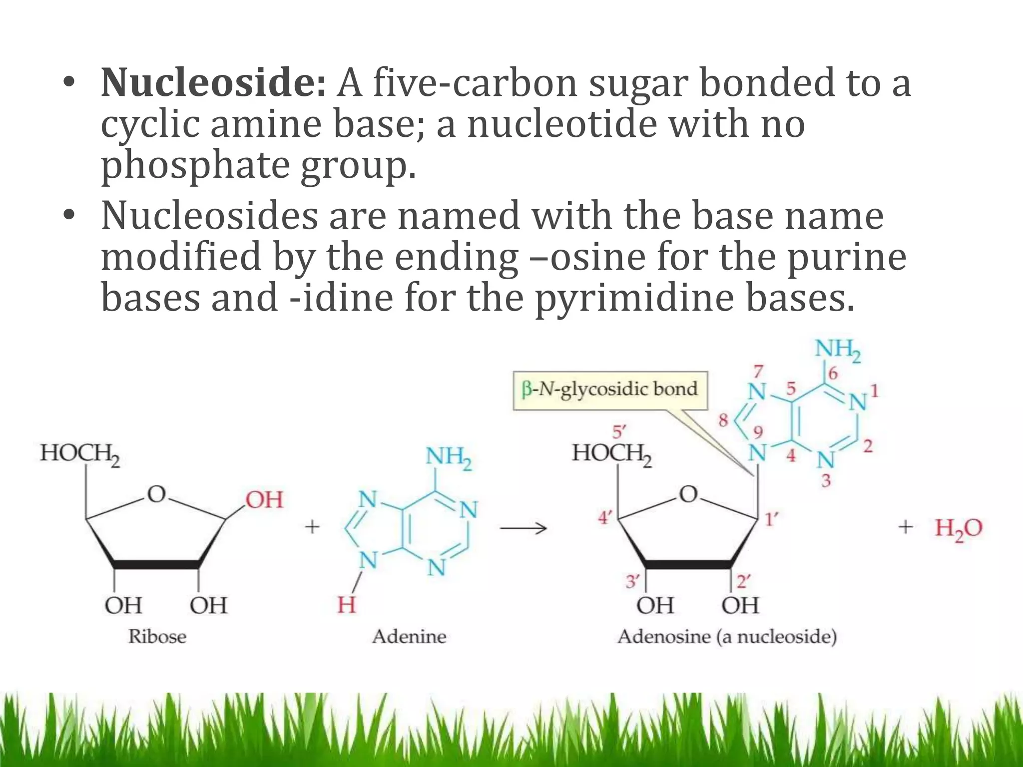 Nucleic acids 1 | PPT