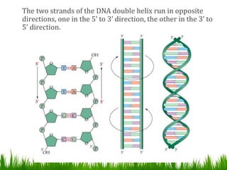 Nucleic acids 1 | PPT