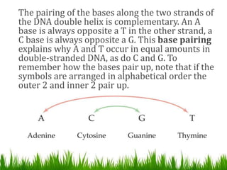 Nucleic acids 1 | PPT
