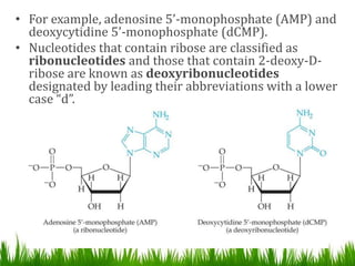 Nucleic acids 1 | PPT