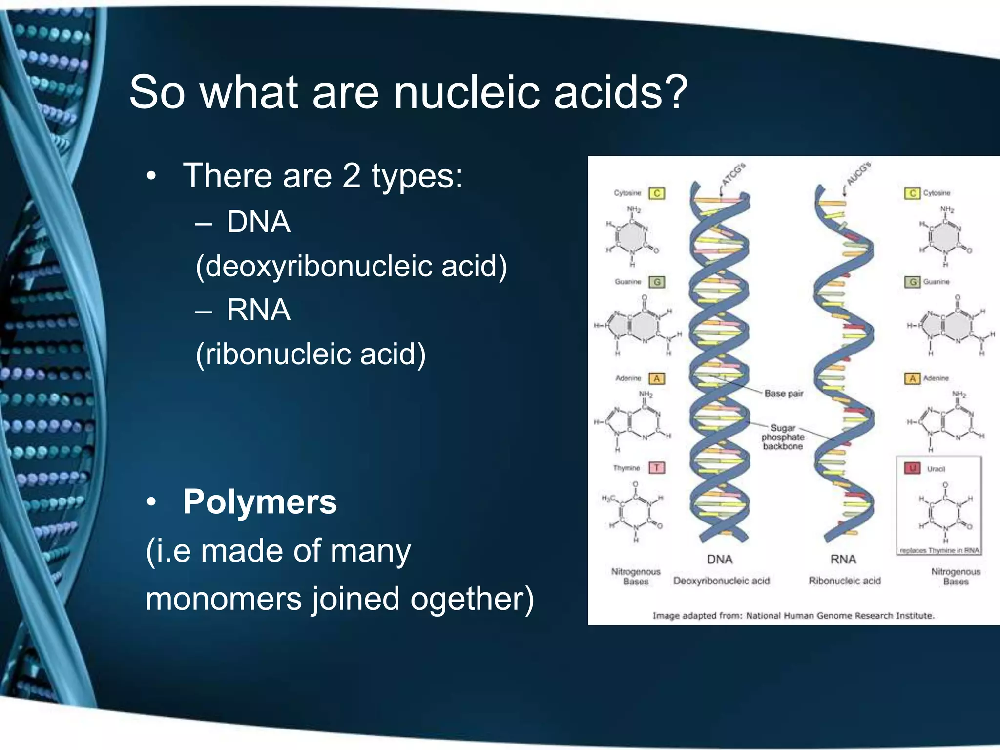 Nucleic acids | PPTX