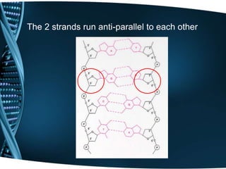 Nucleic acids | PPTX