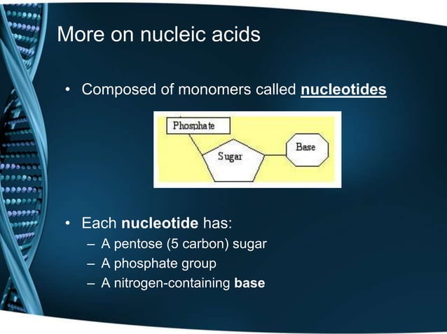 Nucleic acids | PPT