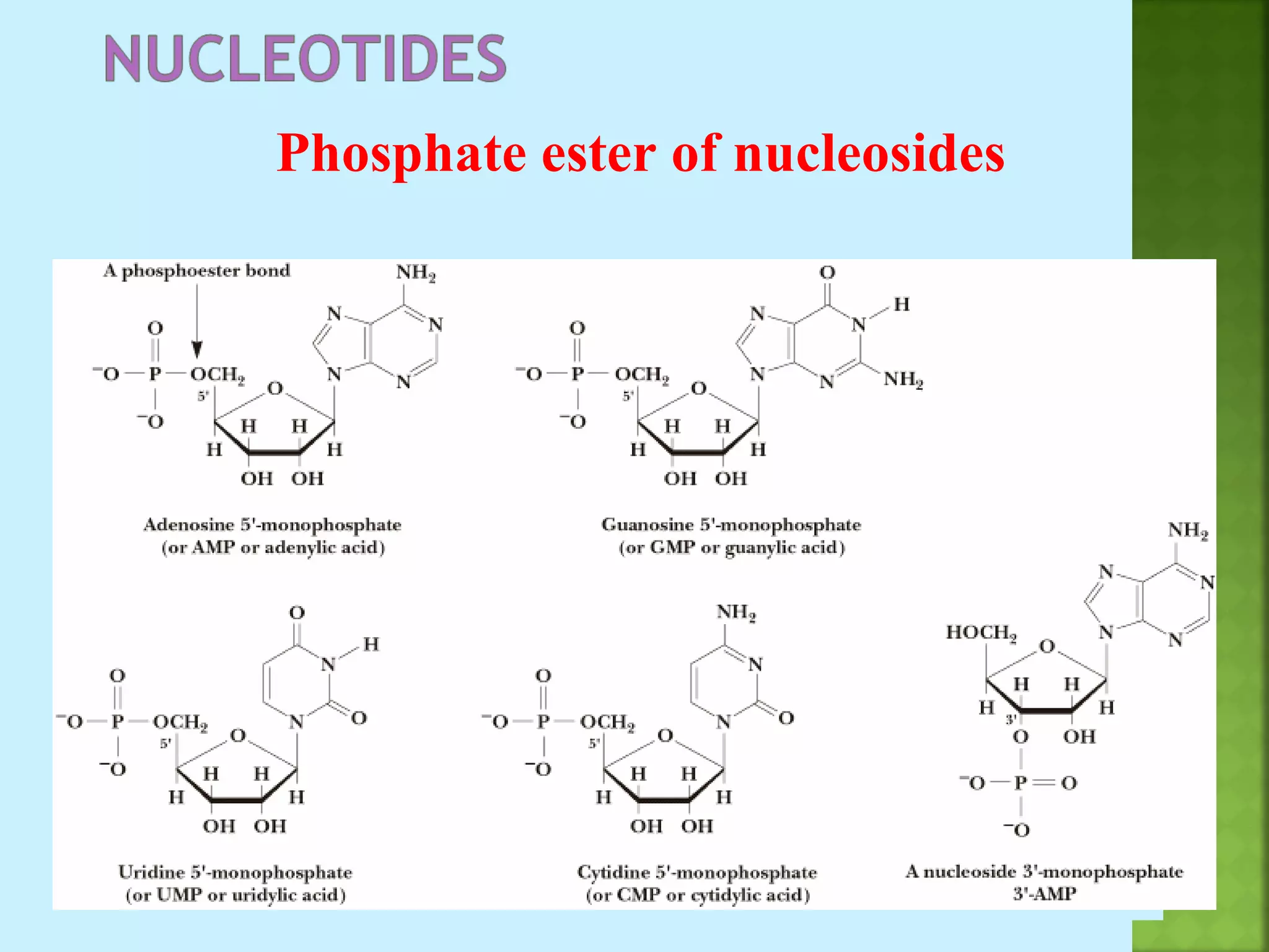 Nucleic acids | PPT