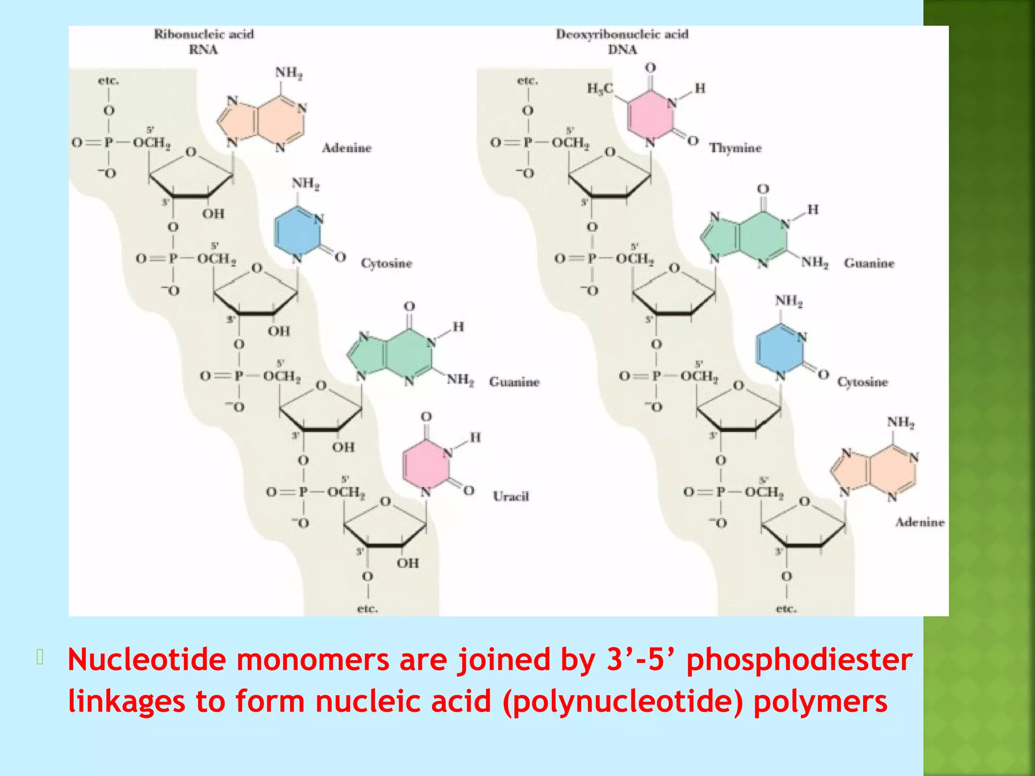 Nucleic acids | PPT