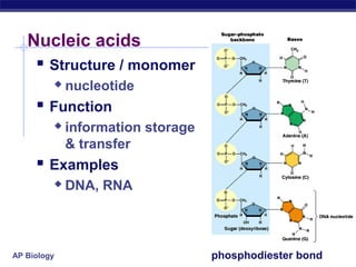 Nucleic Acids Examples