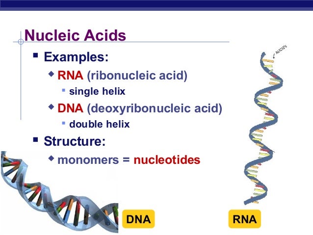 Nucleic Acid Definition