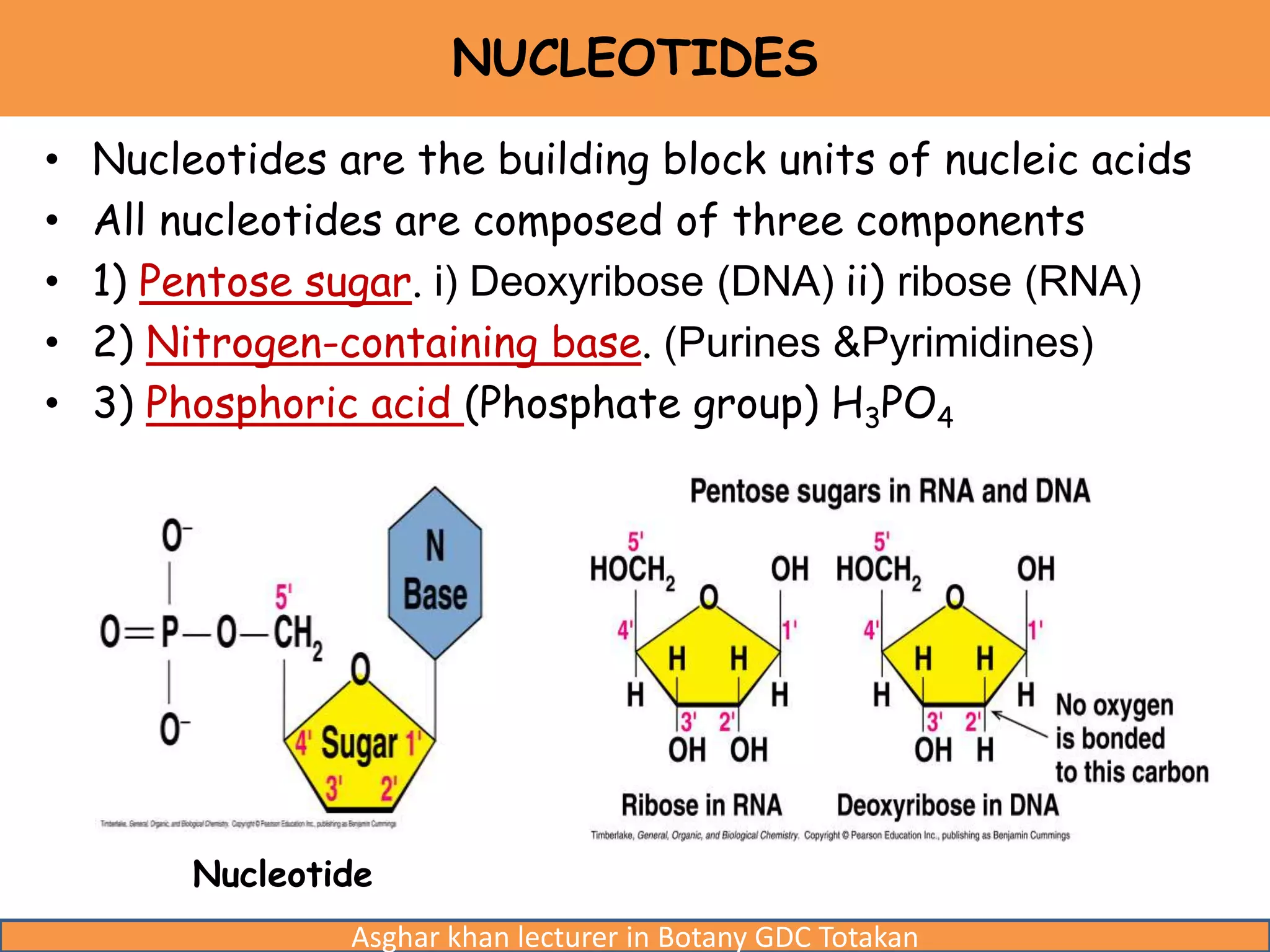 Nucleic acids | PPT