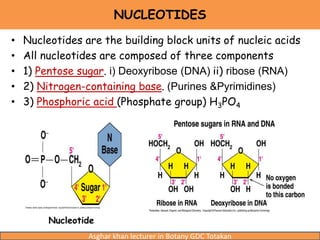 Nucleic acids | PPTX