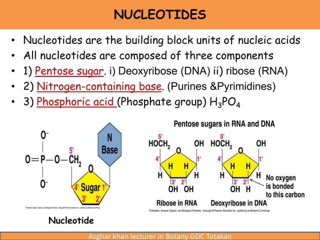 Nucleic acids | PPTX