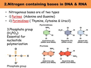 Nucleic acids | PPTX