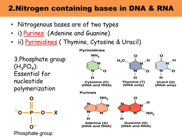 Nucleic acids | PPTX