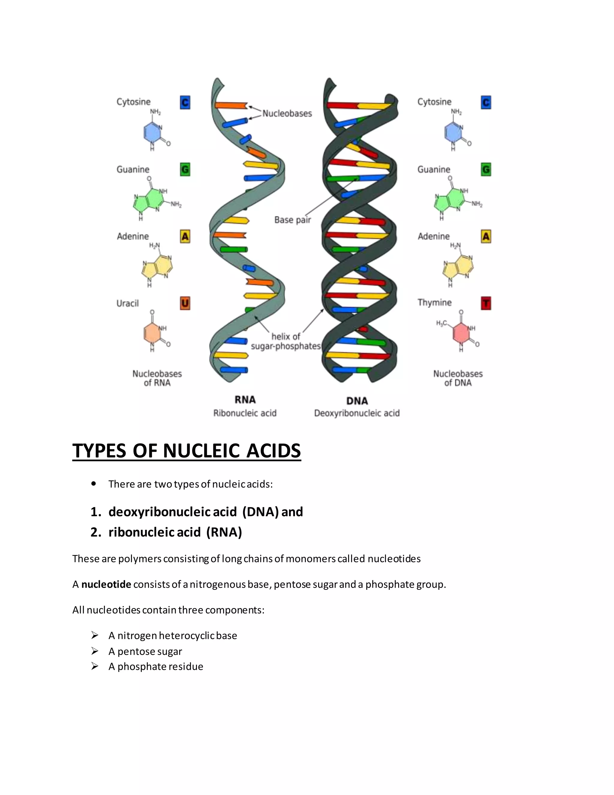 structure of Nucleic acids | DOCX