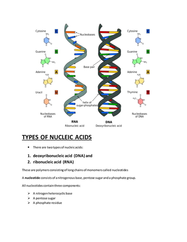 structure of Nucleic acids | DOCX