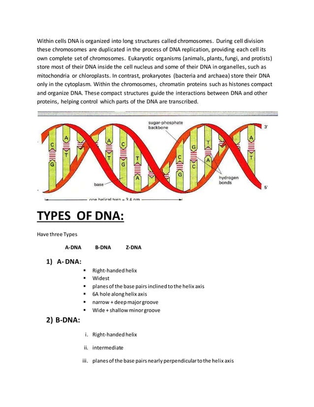 structure of Nucleic acids | DOCX
