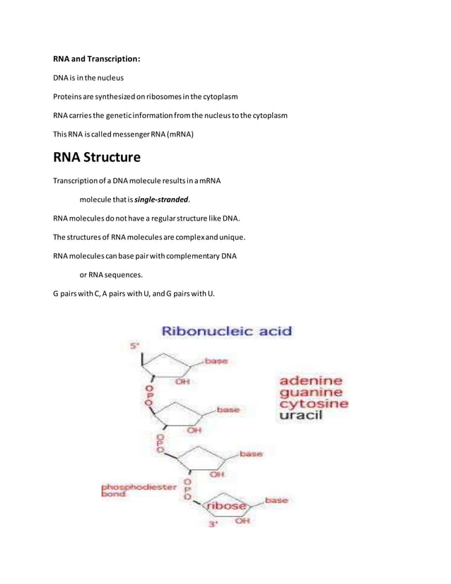 structure of Nucleic acids | DOCX