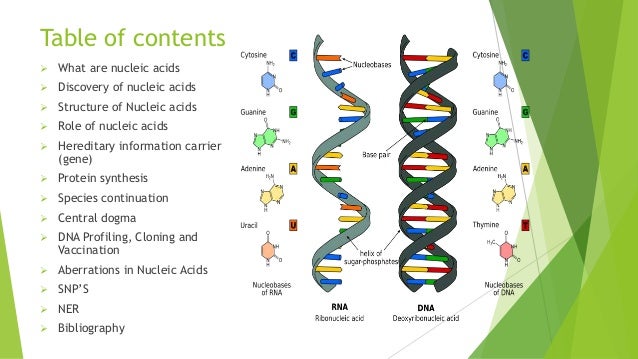 Nucleic Acids Examples And Their Functions New Health