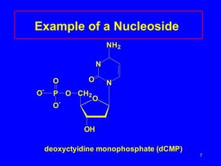 Nucleic acids---(Biochem) | PPT