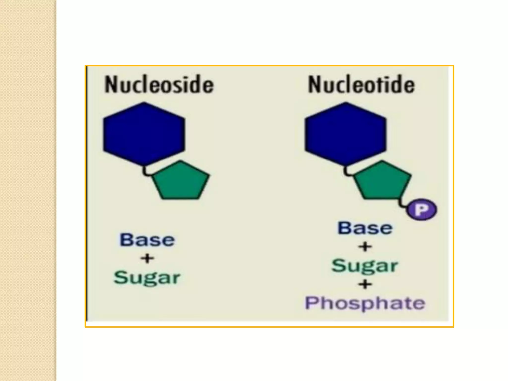 Biomolecules - Nucleic acids | PPT