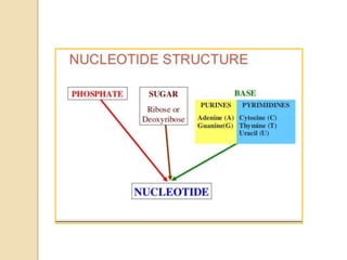 Biomolecules - Nucleic acids | PPTX