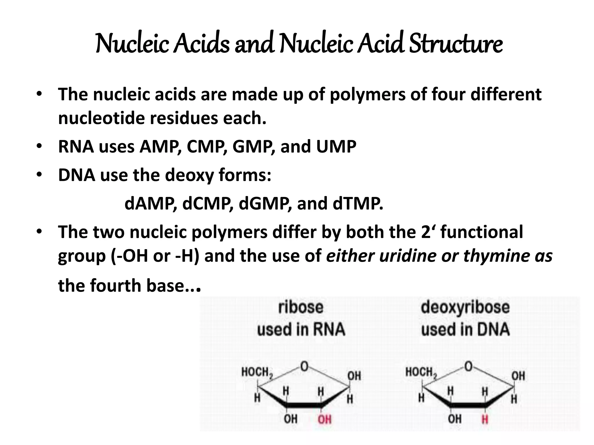 Nucleic acids | PPTX