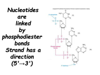 Nucleic acids | PPTX