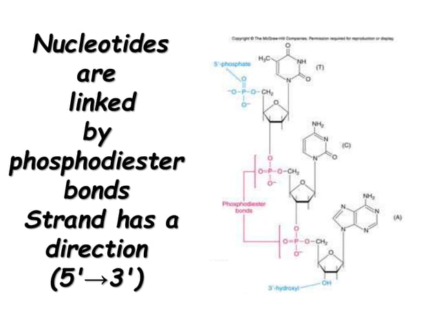 Nucleic acids | PPTX | Chemistry | Science