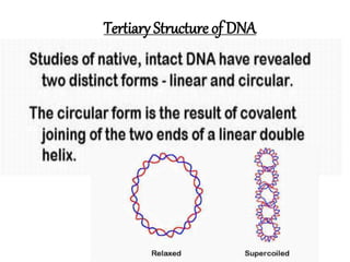 Nucleic acids | PPTX