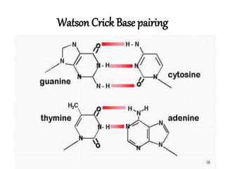 Nucleic acids | PPTX