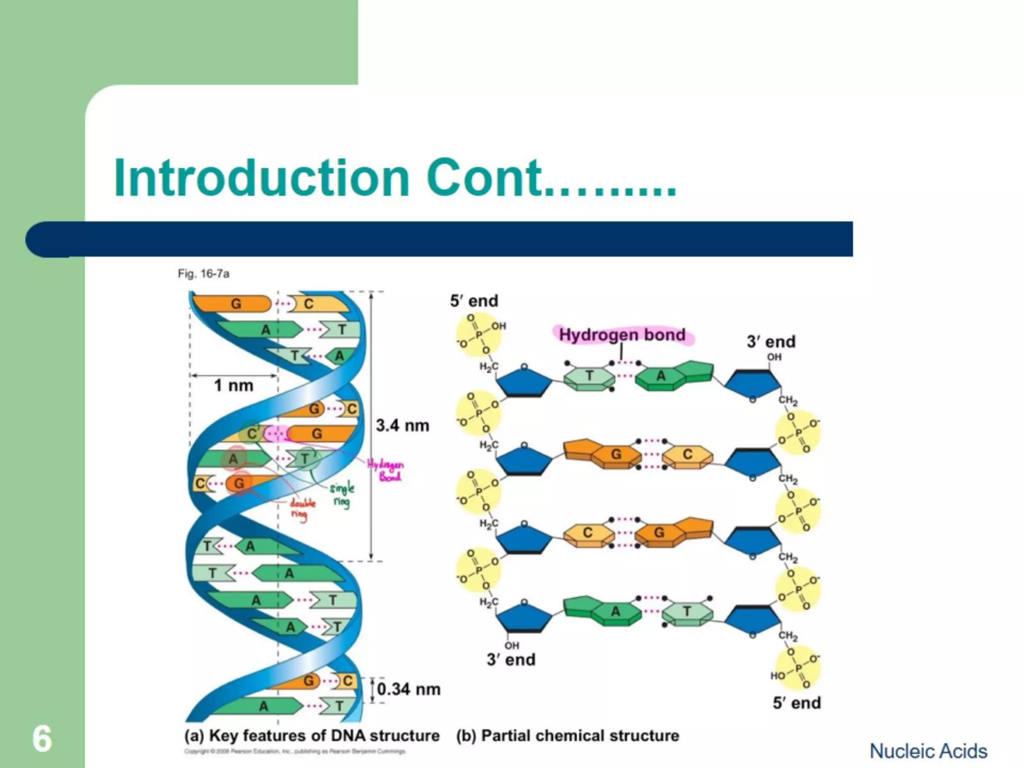 Introduction to Nucleic acids (Biochemistry) | PDF