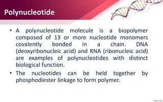Nucleic acids | PDF