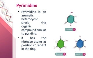 Nucleic acids | PDF