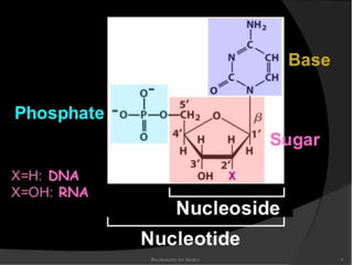 Nucleic acids | PPT
