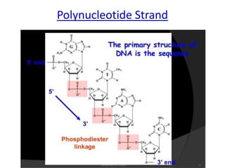 Nucleic acids | PPT
