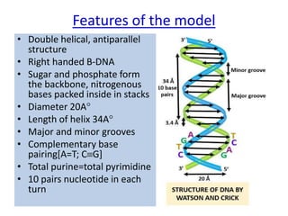 Nucleic acids | PPT