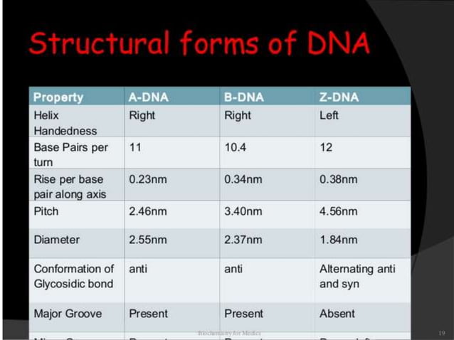 Nucleic acids | PPT