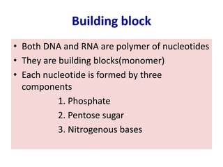 Nucleic acids | PPT